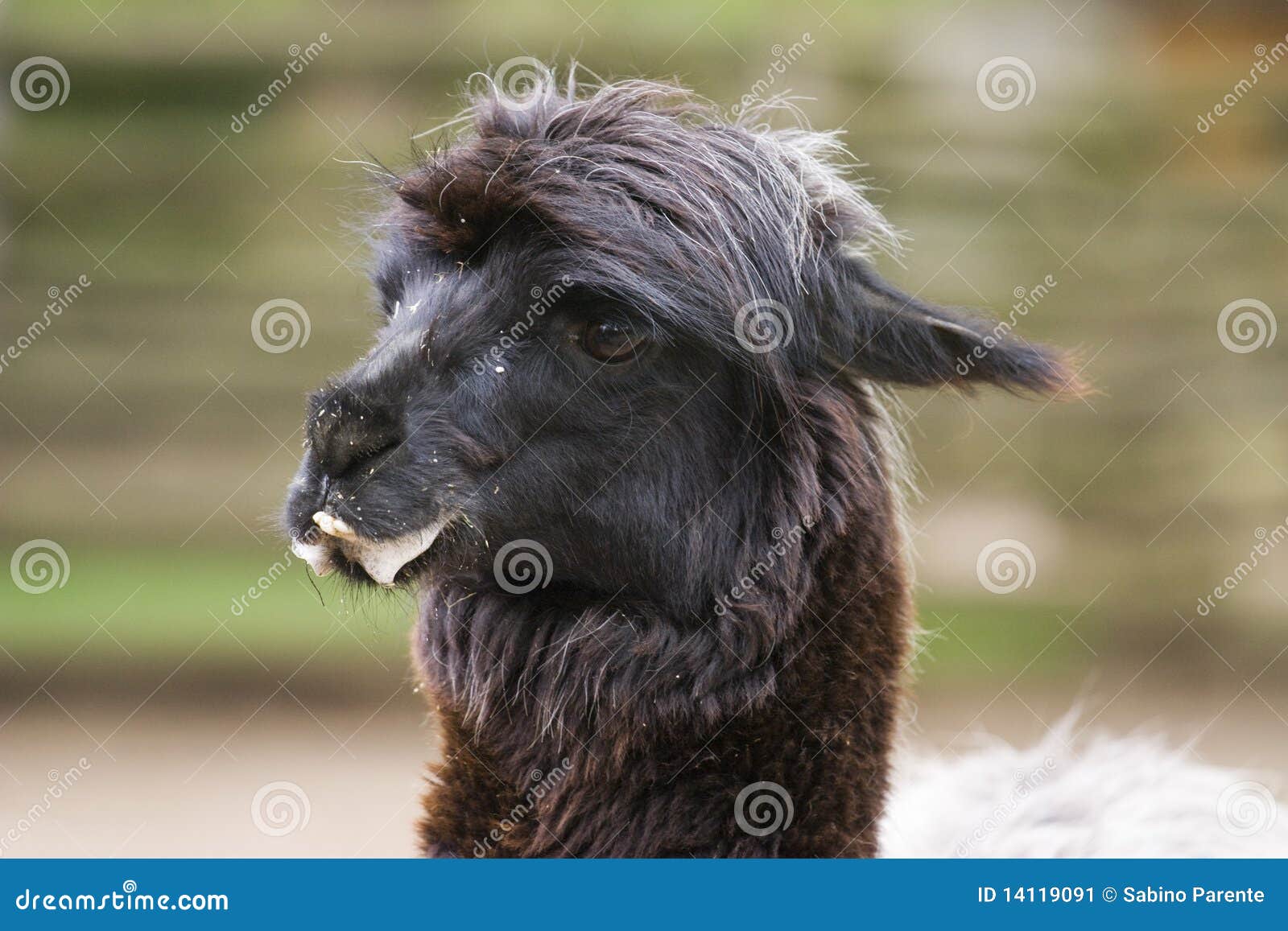 Lama stock image. Image of wild, wildlife, animal, mammal - 14119091