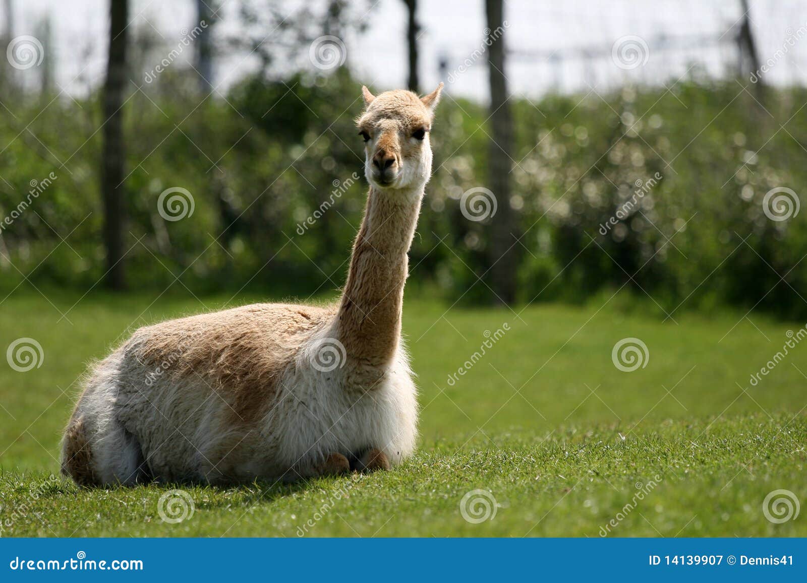 Lama stock image. Image of spring, geen, bokeh, grass - 14139907