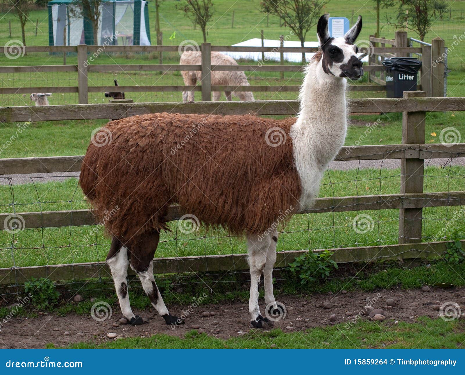 Lama photo stock. Image du longue, mammifère, laines - 15859264