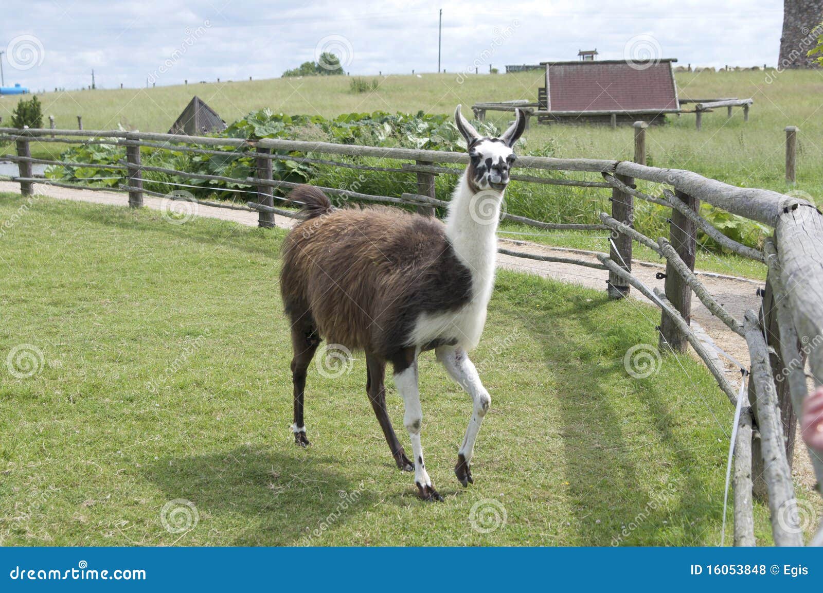 Lama stock photo. Image of mammal, camel, nature, aggressive - 16053848