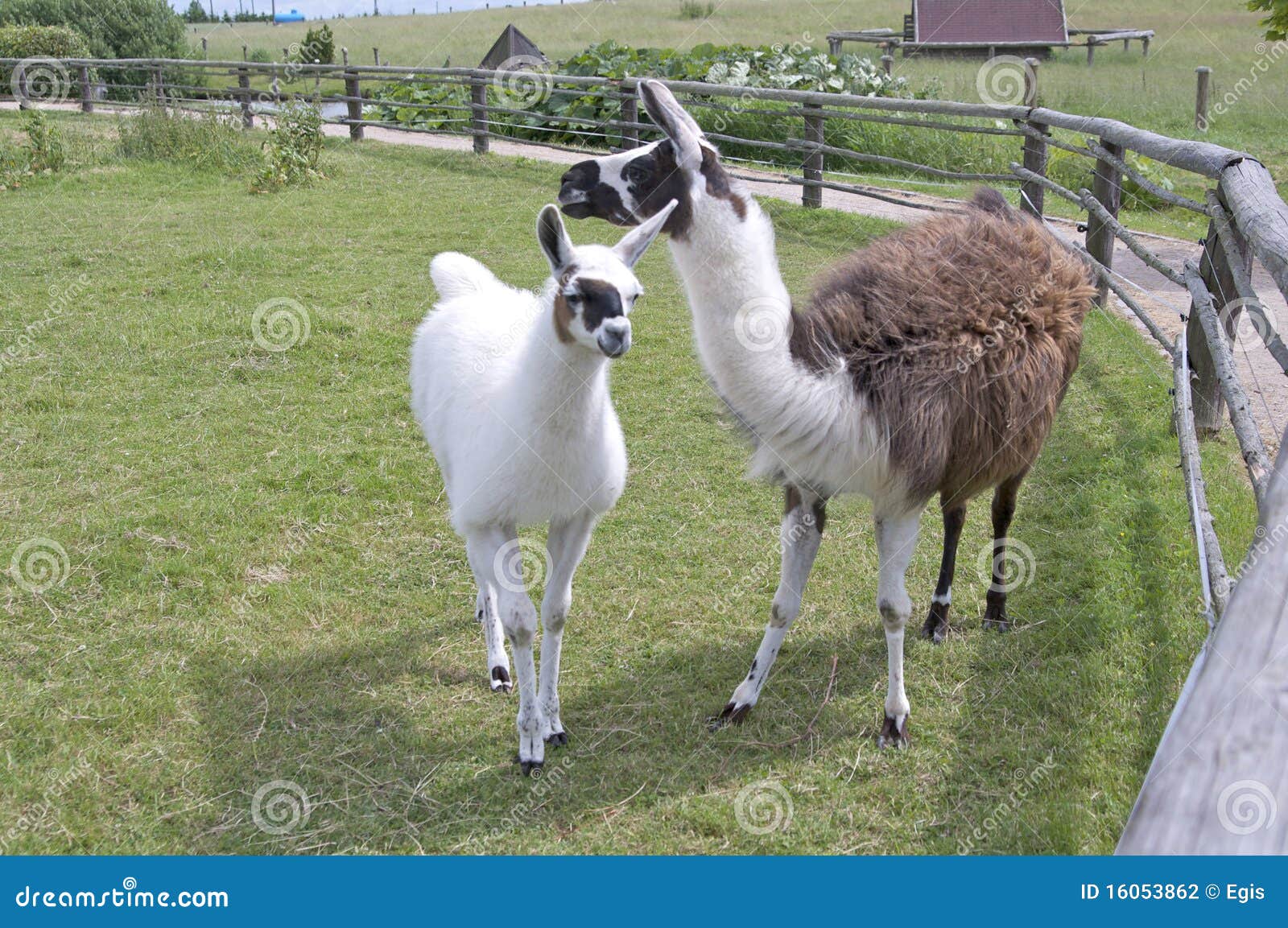 Lama stock photo. Image of wild, domesticated, fleecy - 16053862