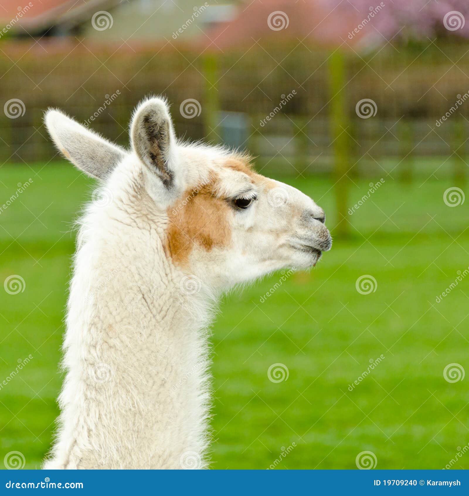 A Lama. stock photo. Image of shot, vacation, vertebrate - 19709240
