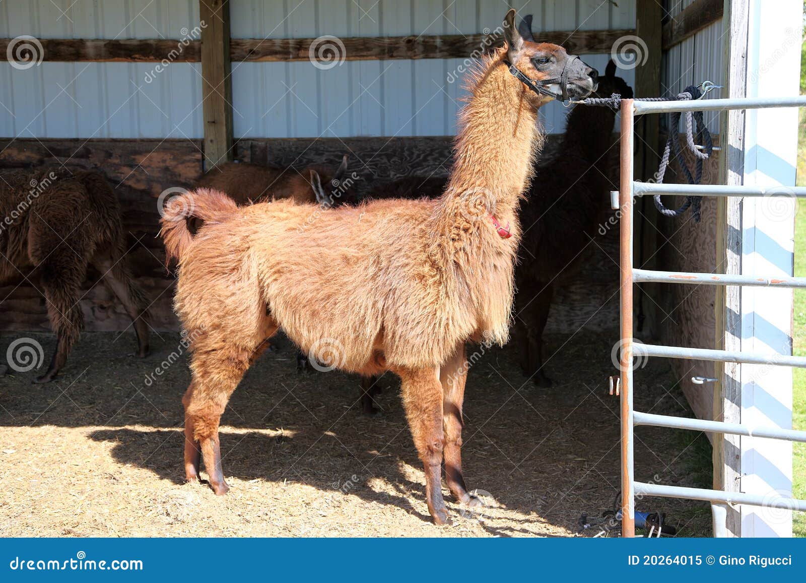 Lama. stock image. Image of cute, animals, docile, lamas - 20264015