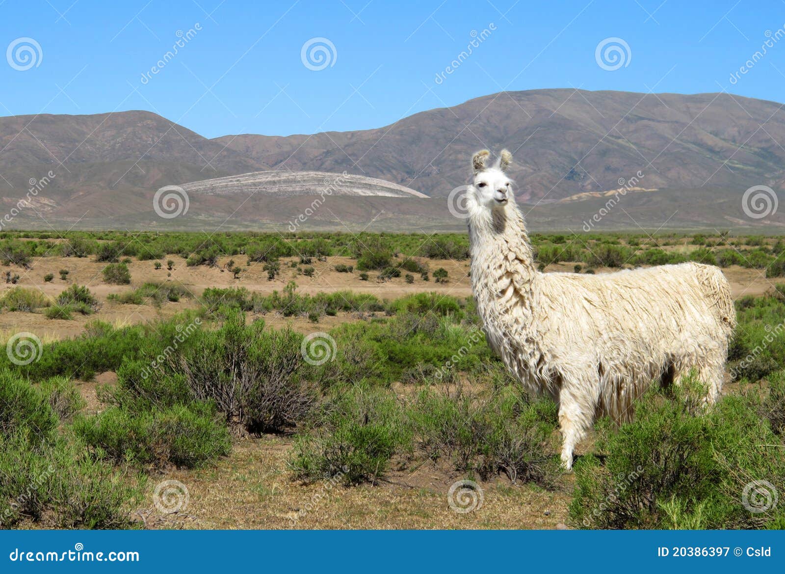 Lama stock image. Image of face, south, wild, entire - 20386397