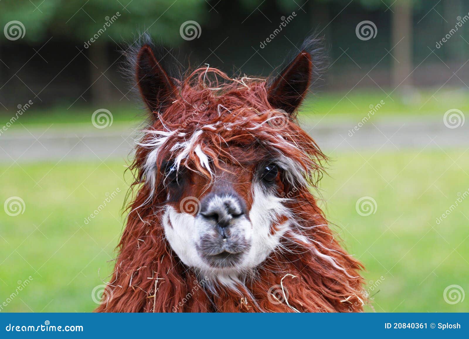 Lama stock image. Image of hairy, grass, face, glama - 20840361