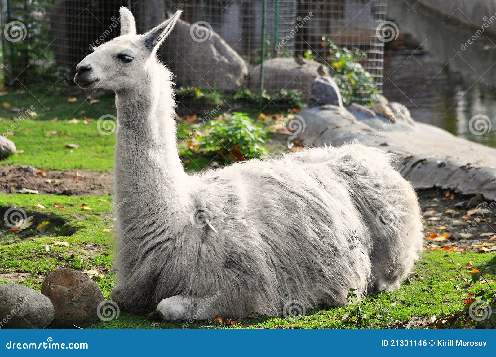 Lama stock photo. Image of agriculture, picchu, growth - 21301146