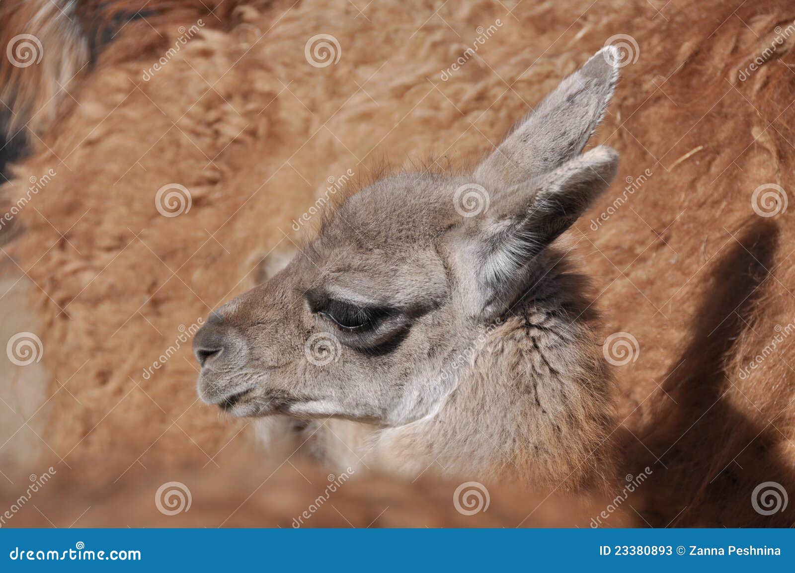 Lama stock image. Image of brown, domesticated, agriculture - 23380893