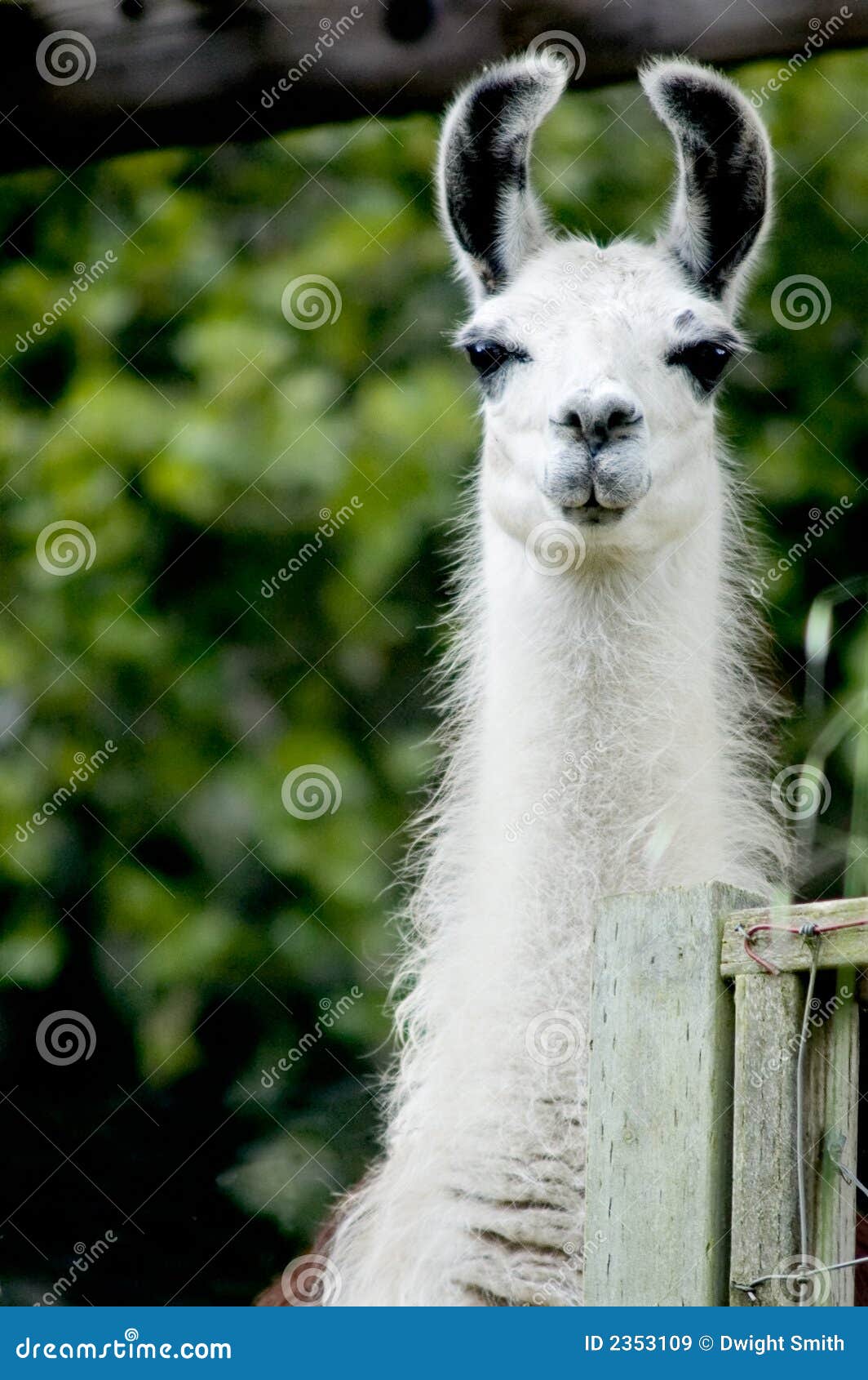 Lama stock image. Image of domestic, curious, cute, hairy - 2353109