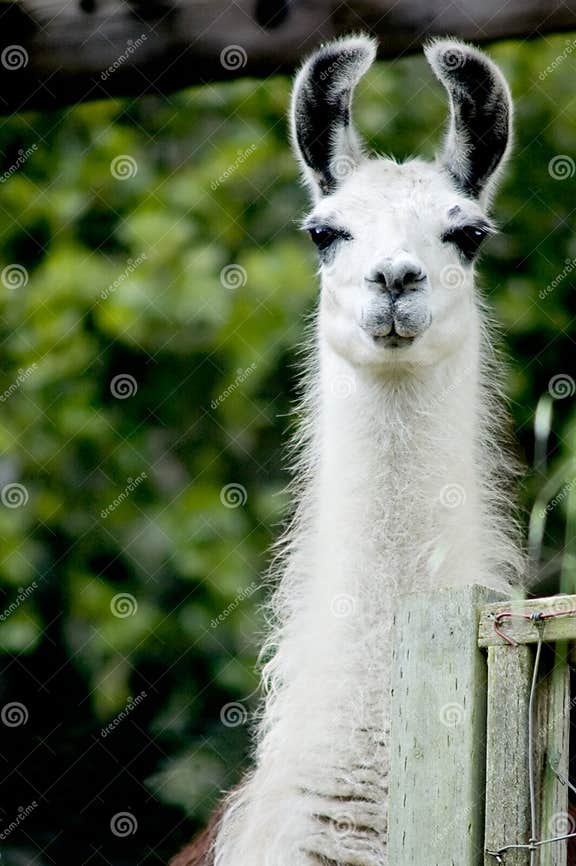 Lama stock image. Image of domestic, curious, cute, hairy - 2353109