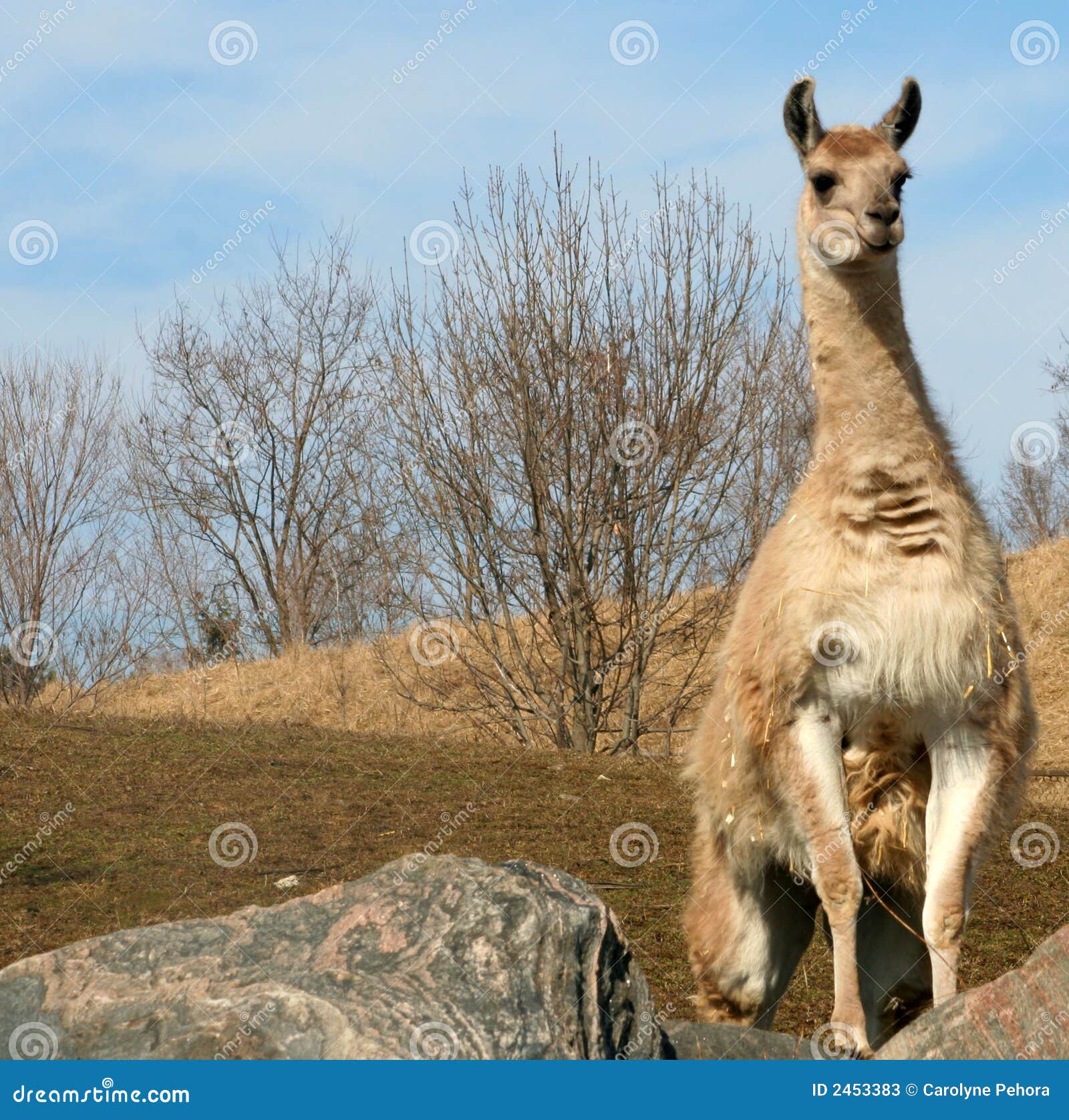 Lama stock image. Image of american, beast, animal, beige - 2453383