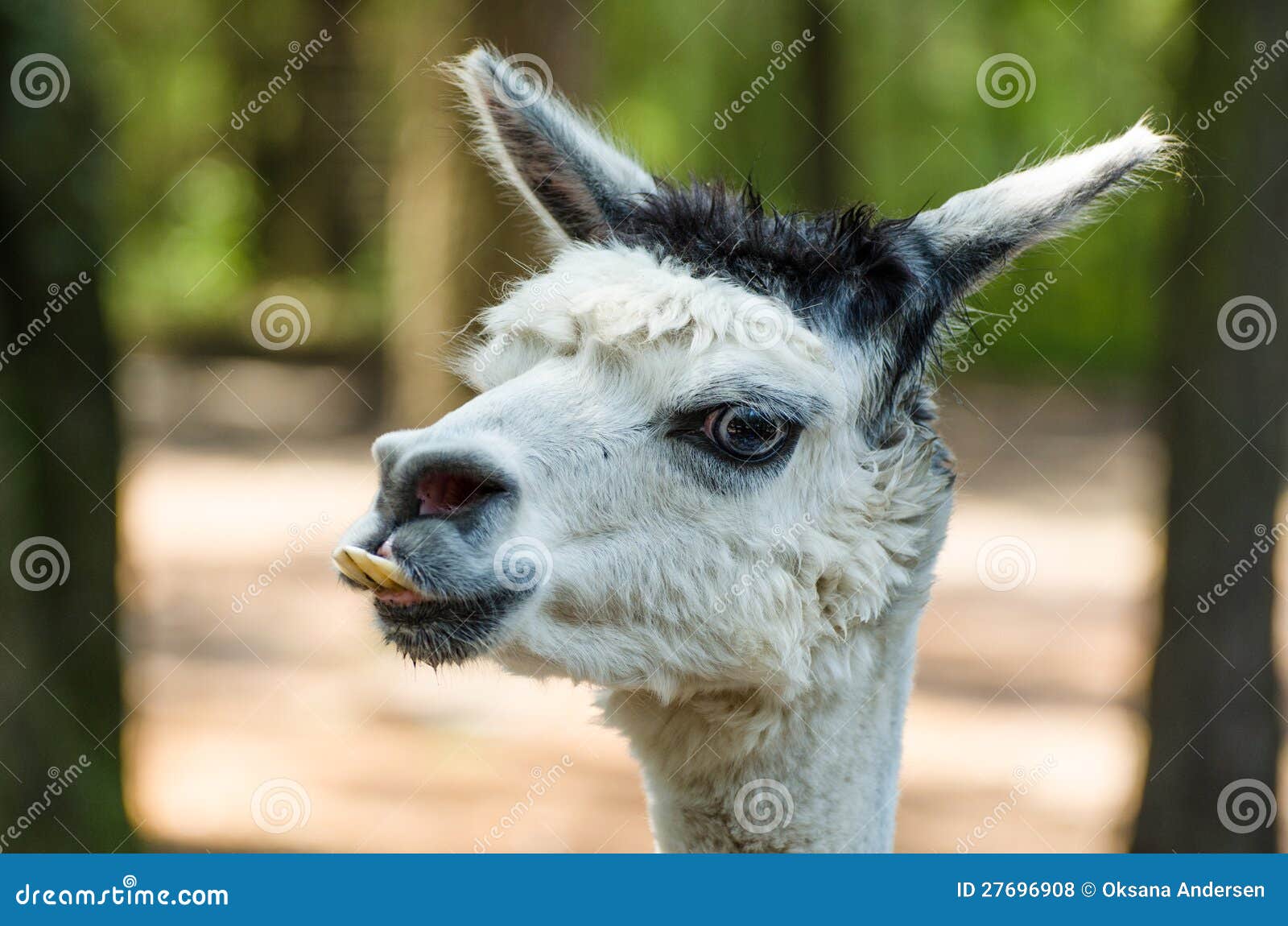 Lama stock photo. Image of farm, animal, brown, mammal - 27696908
