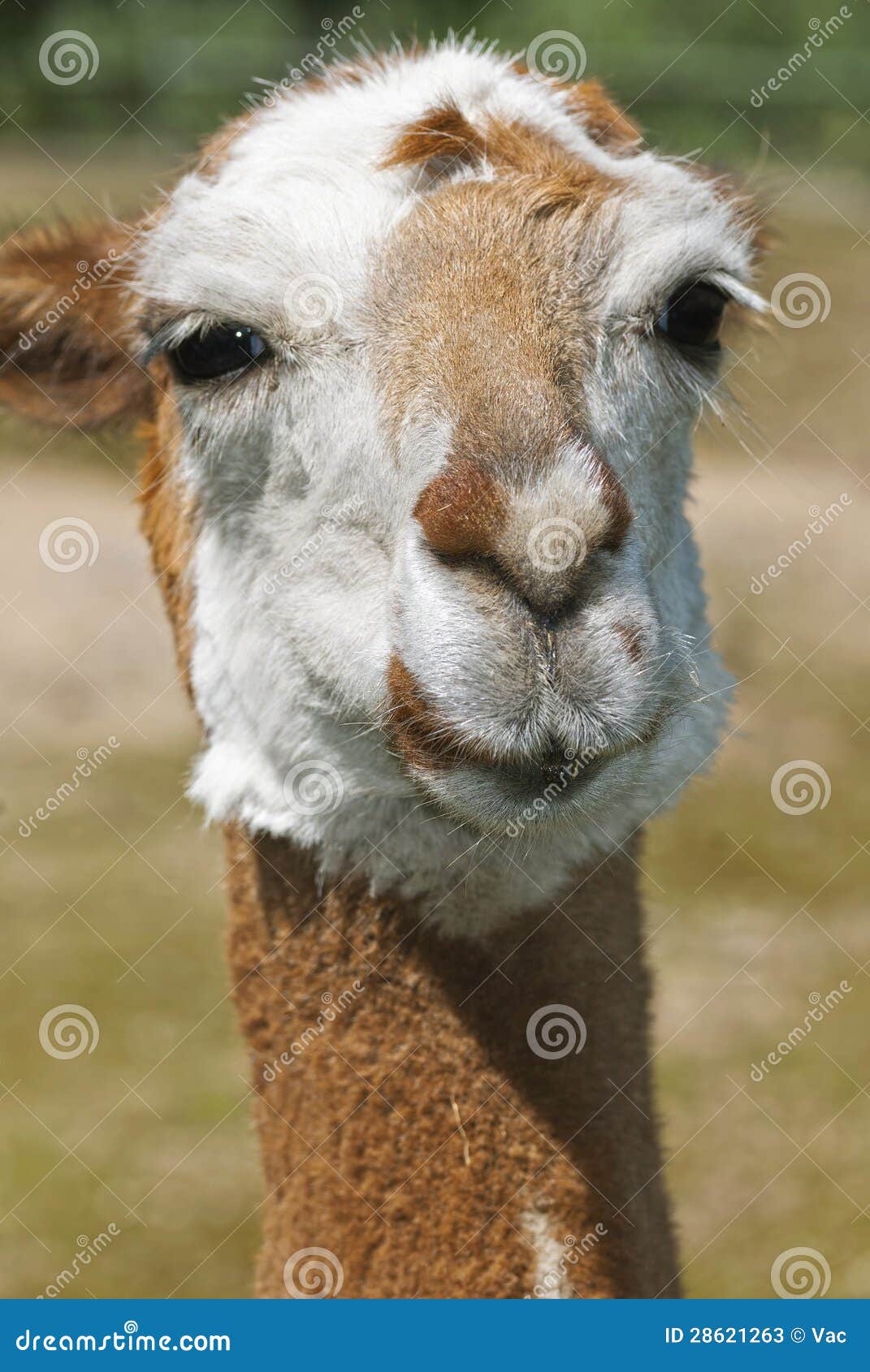 Lama stock image. Image of portrait, creature, hairy - 28621263