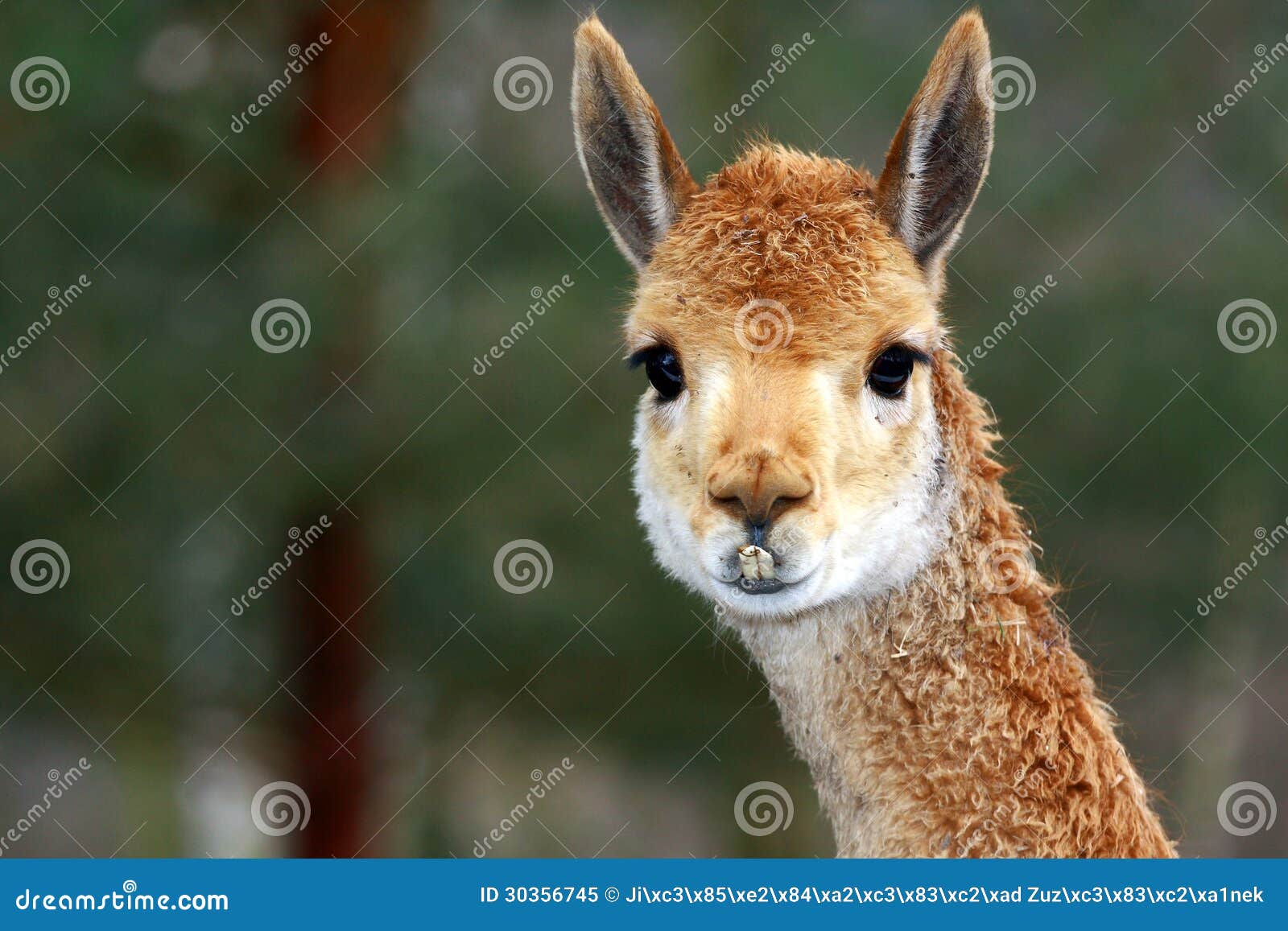 Lama stockbild. Bild von schwarzes, auslegung, vogel - 30356745