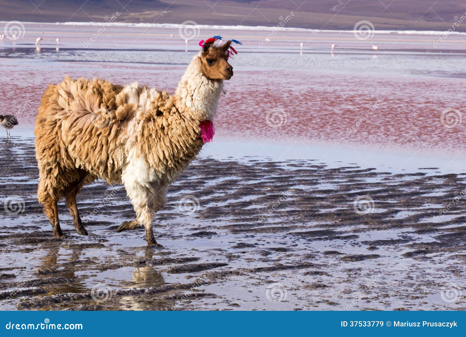 Lama stockbild. Bild von wüste, reise, kopf, bolivien - 37533779