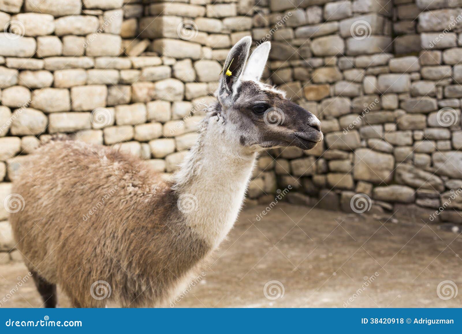 Lama foto de stock. Imagem de bonito, paisagem, alpaca - 38420918