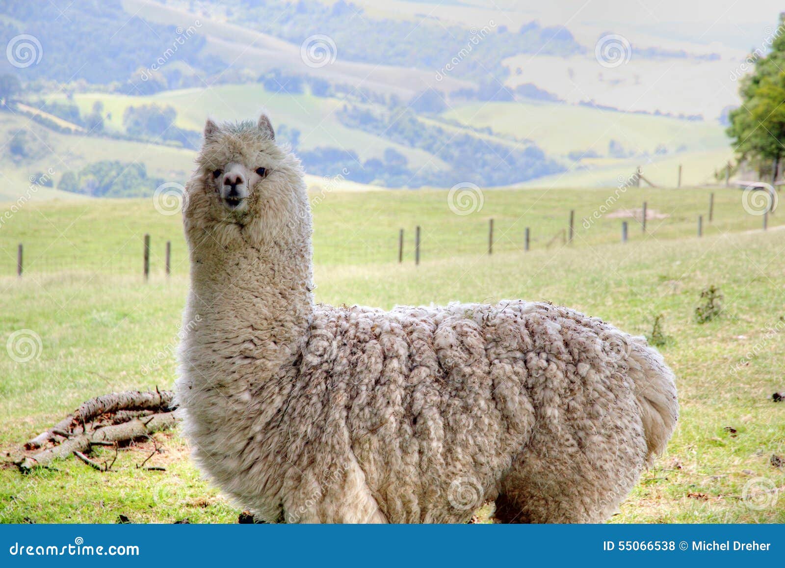Lama stockfoto. Bild von stoisch, stroh, bündel, schauen - 55066538
