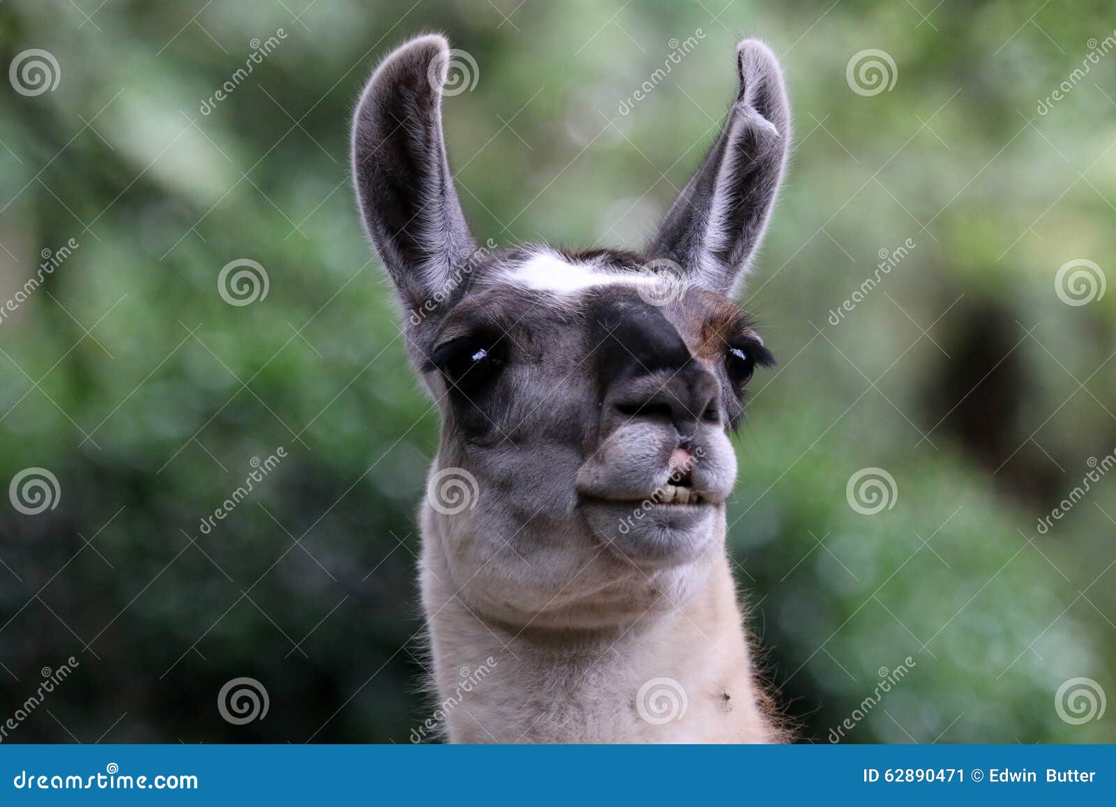 Lama imagen de archivo. Imagen de pista, pasto, pelo - 62890471