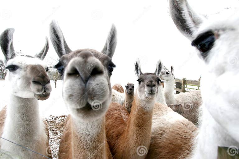 Lama stock photo. Image of countryside, mammal, farm, environement - 724098