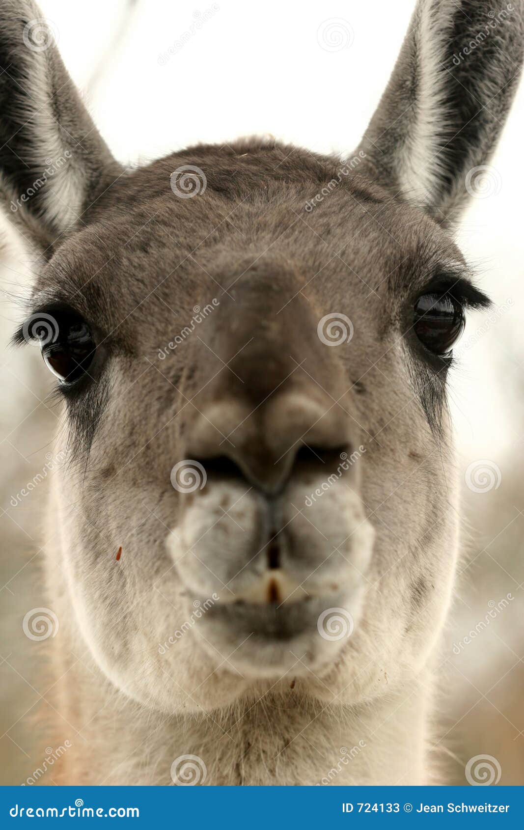 Lama stock image. Image of country, head, countryside, zoological - 724133