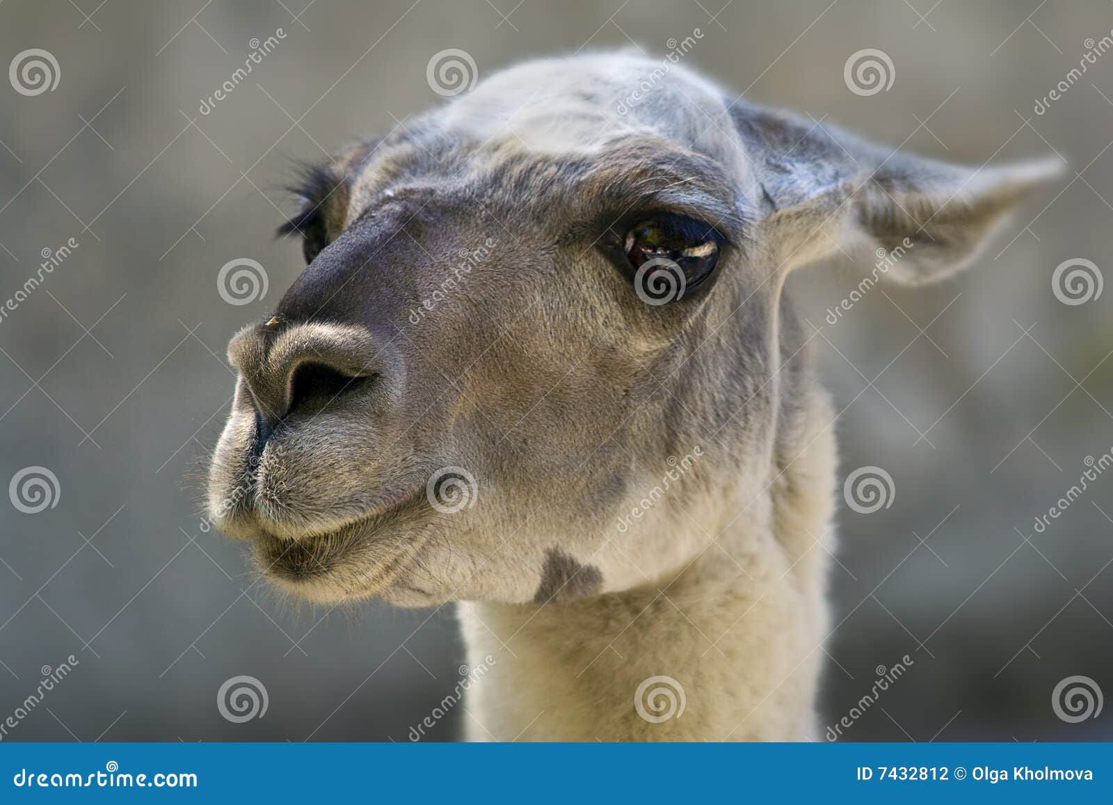 Lama stock photo. Image of furry, animal, creature, camelid - 7432812
