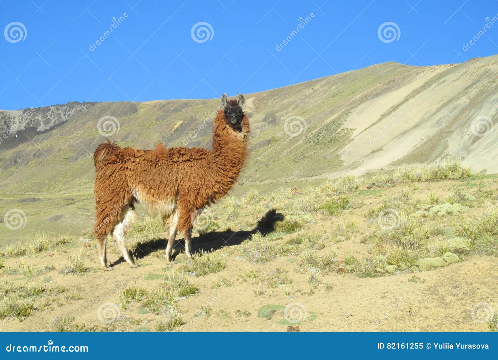 Lama imagem de stock. Imagem de longo, confuso, lama - 82161255