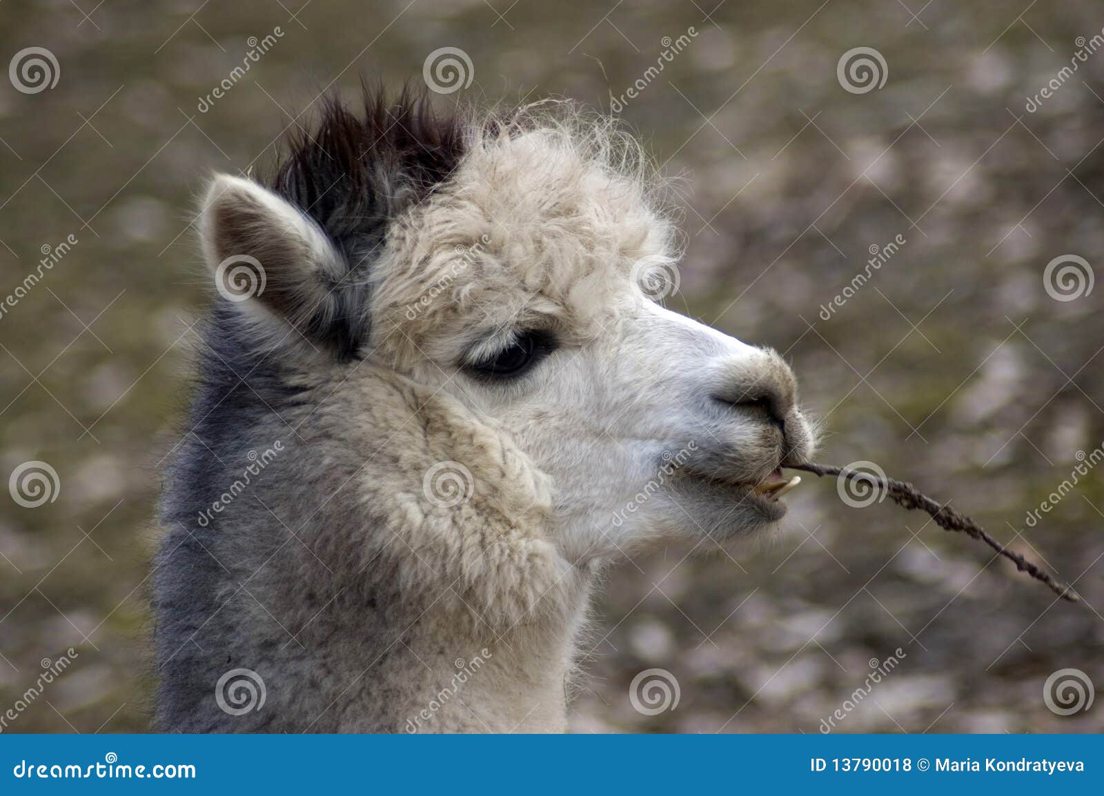 Lama alpaca. stock photo. Image of alpaca, coat, farm - 13790018