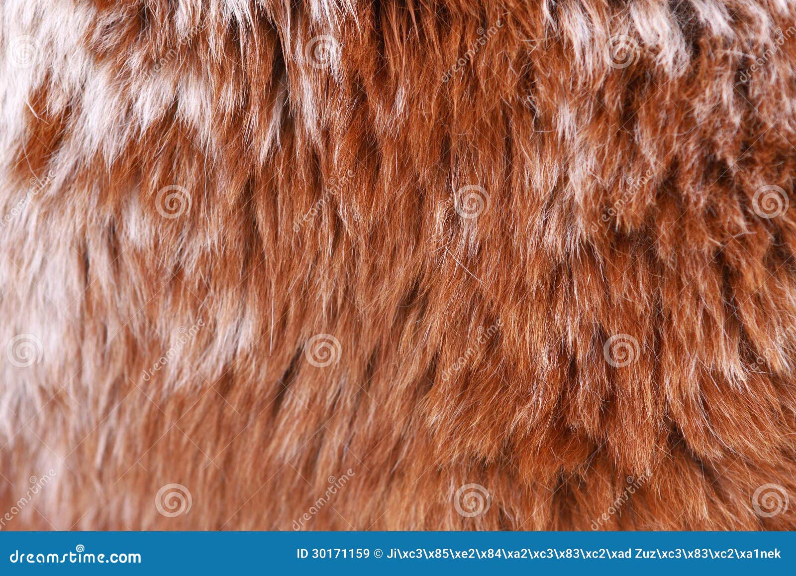 Alpaca fur llamas stock image. Image of hair, material - 30171159