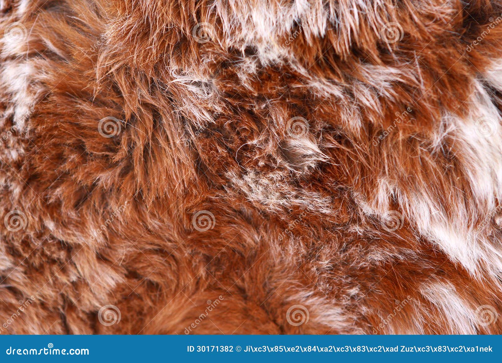 Alpaca fur llamas stock photo. Image of gray, closeup - 30171382