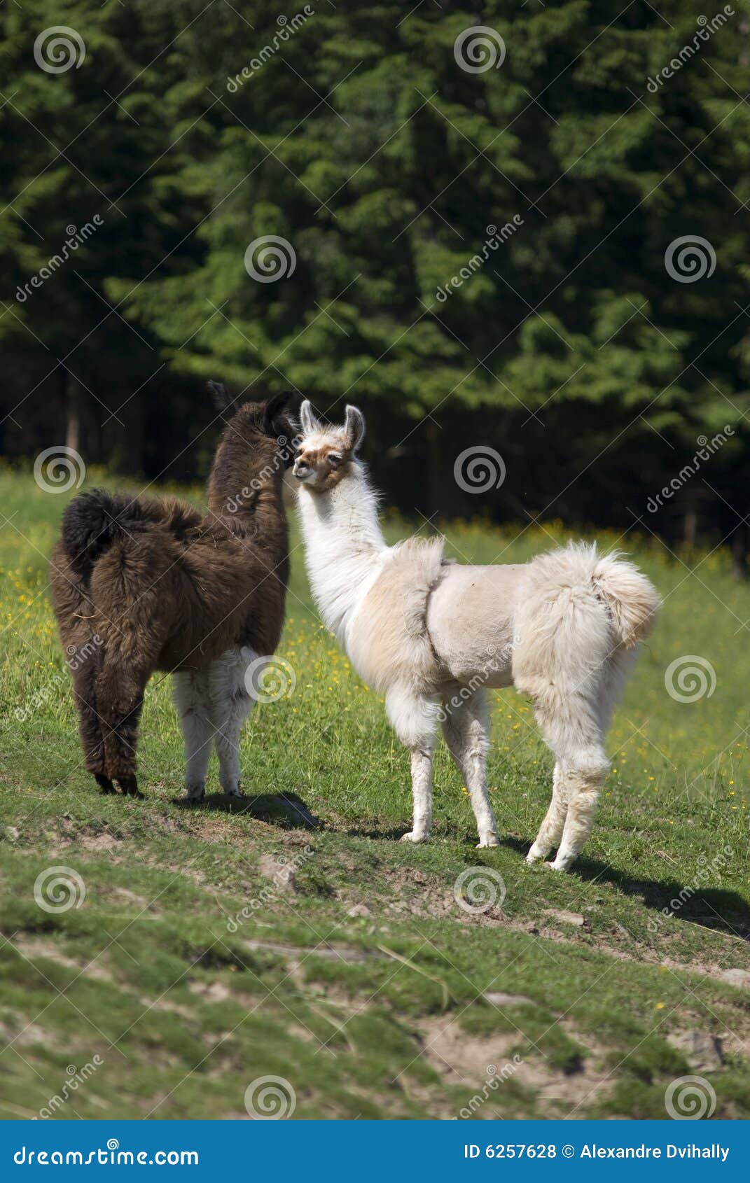 Lama alpacas stock photo. Image of cute, animal, field - 6257628
