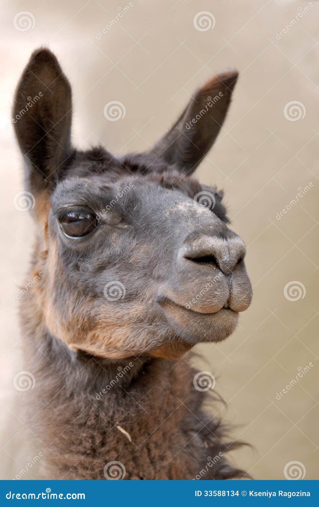 Lama. Andes De Equador Central Foto de Stock - Imagem de selvagem ...