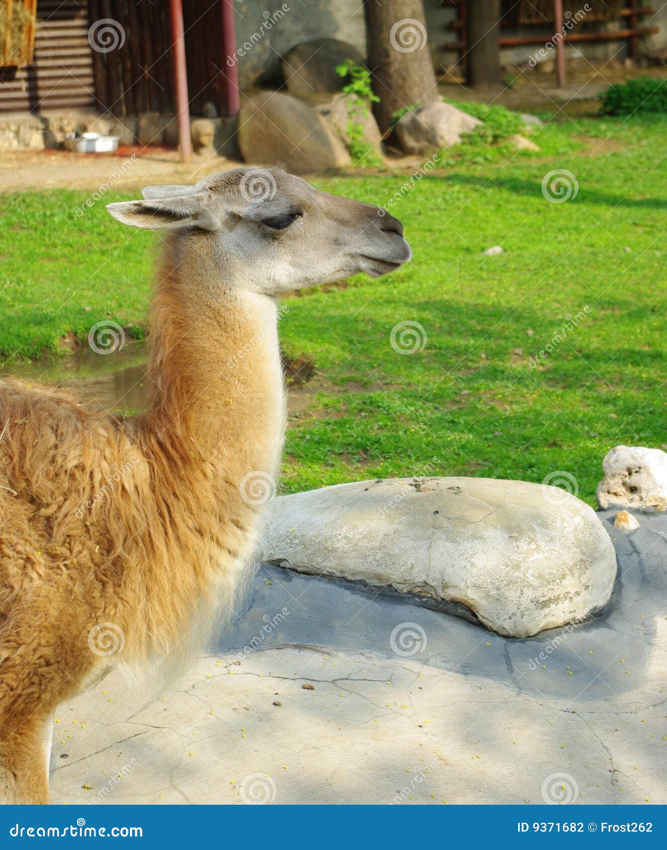 The Lama animal stock photo. Image of river, tranquility - 9371682