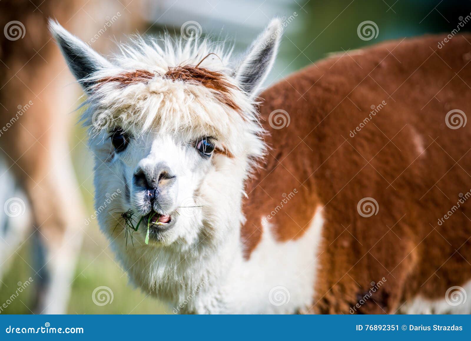 Lama animal eating grass stock image. Image of park, nature - 76892351