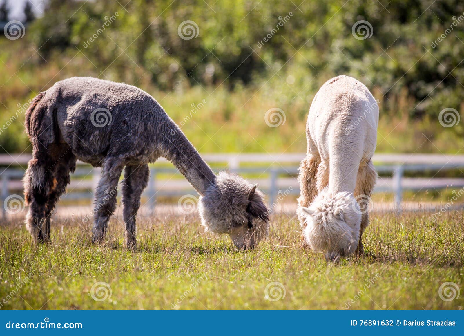 Lama animal eating grass stock photo. Image of national - 76891632