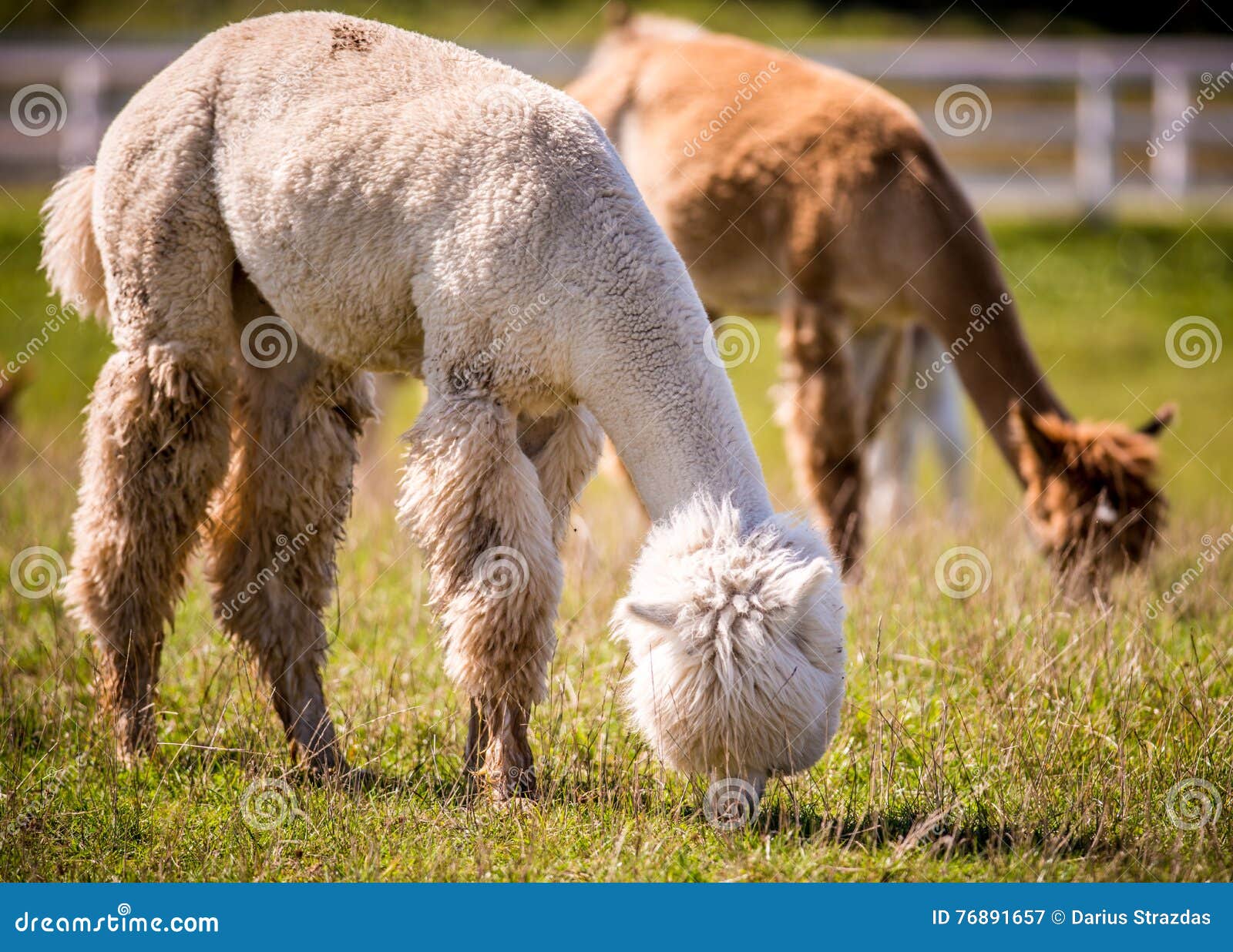 Lama animal eating grass stock image. Image of close - 76891657