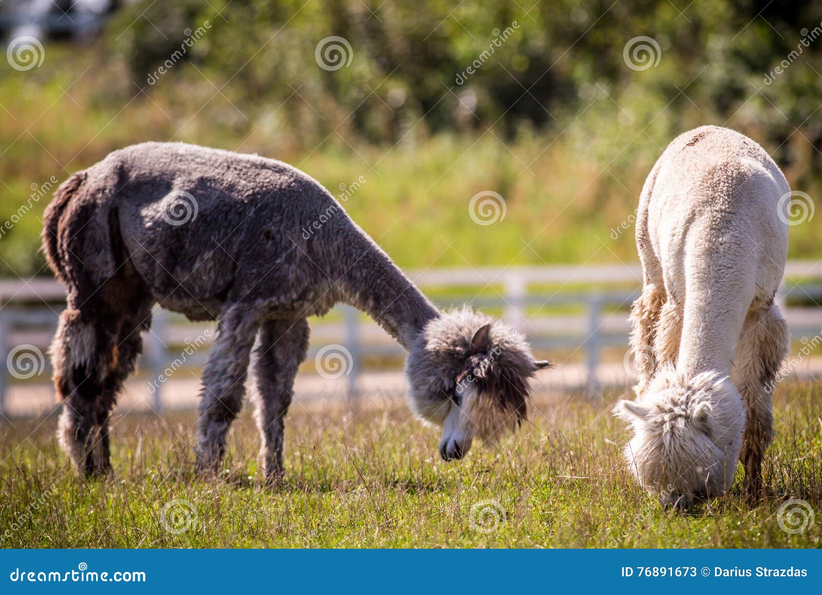 Lama animal eating grass stock image. Image of bolivia - 76891673