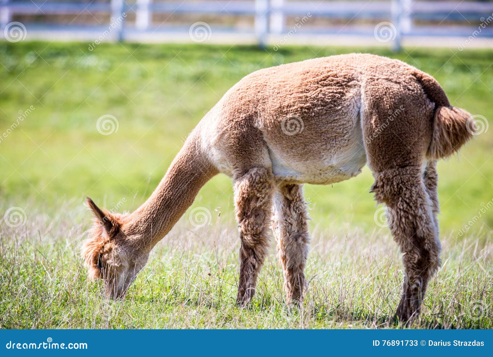 Lama animal eating grass stock image. Image of central - 76891733