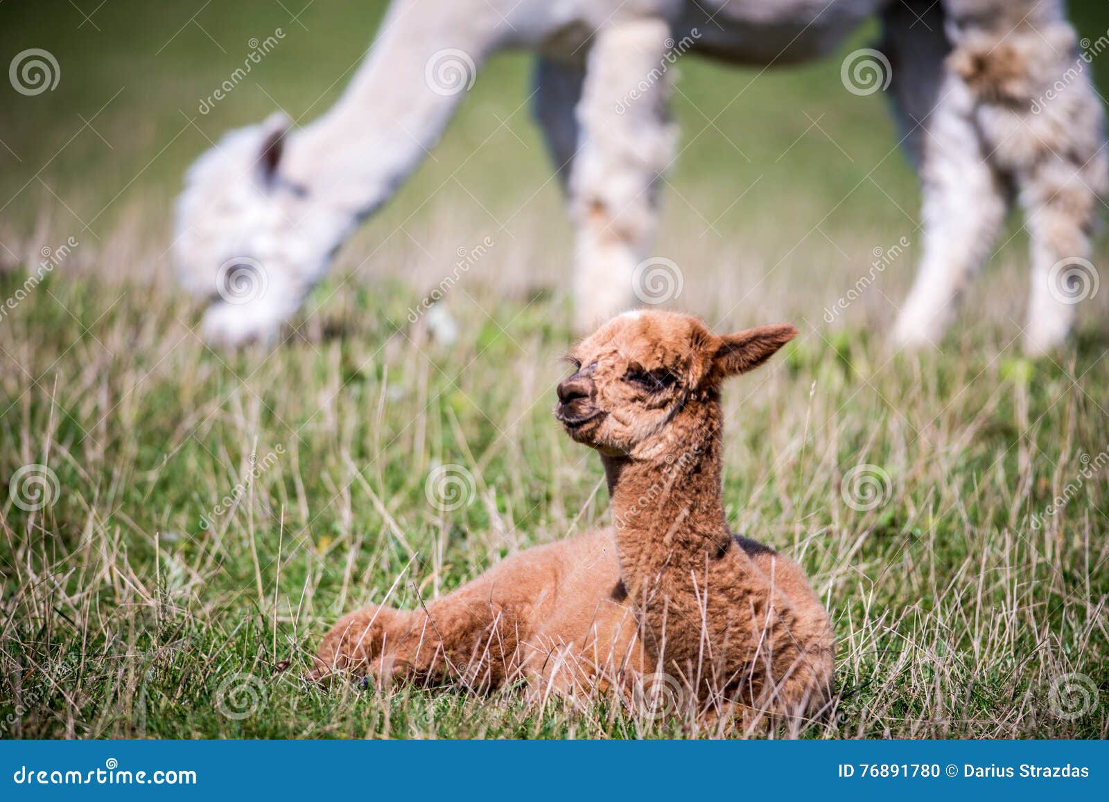 Lama Animal Eating Grass and Resting Stock Photo - Image of smile ...
