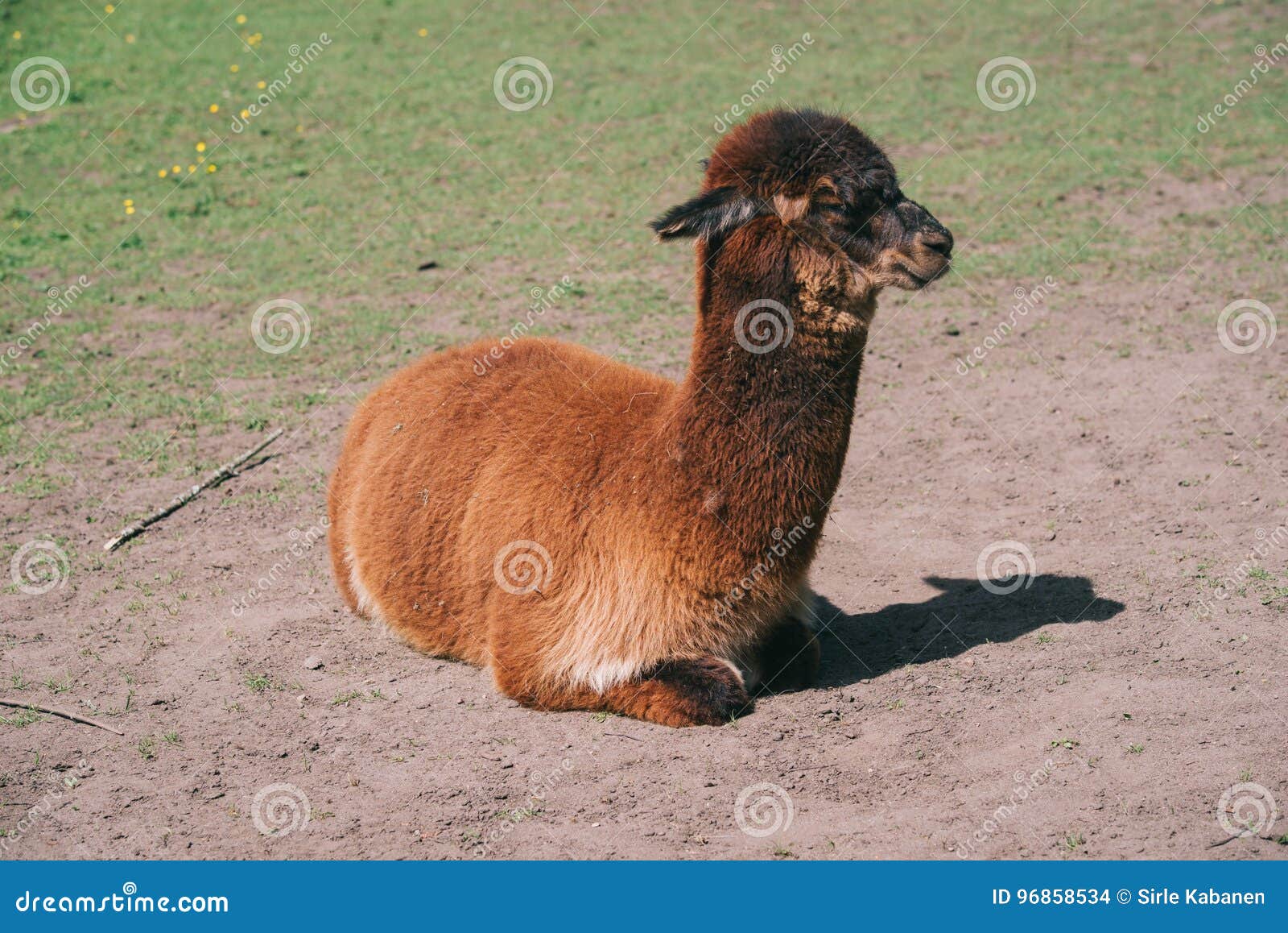 Lama animal stock photo. Image of america, landscape - 96858534