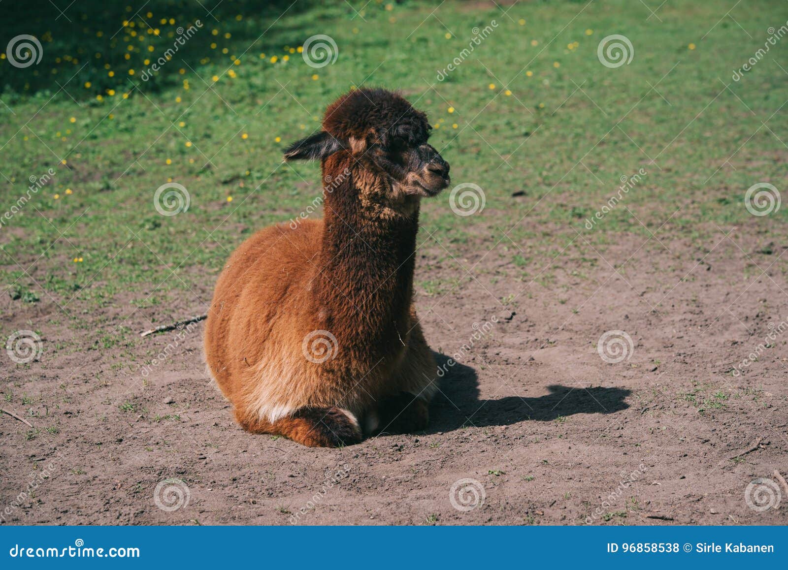 Lama animal stock photo. Image of chile, cute, brown - 96858538