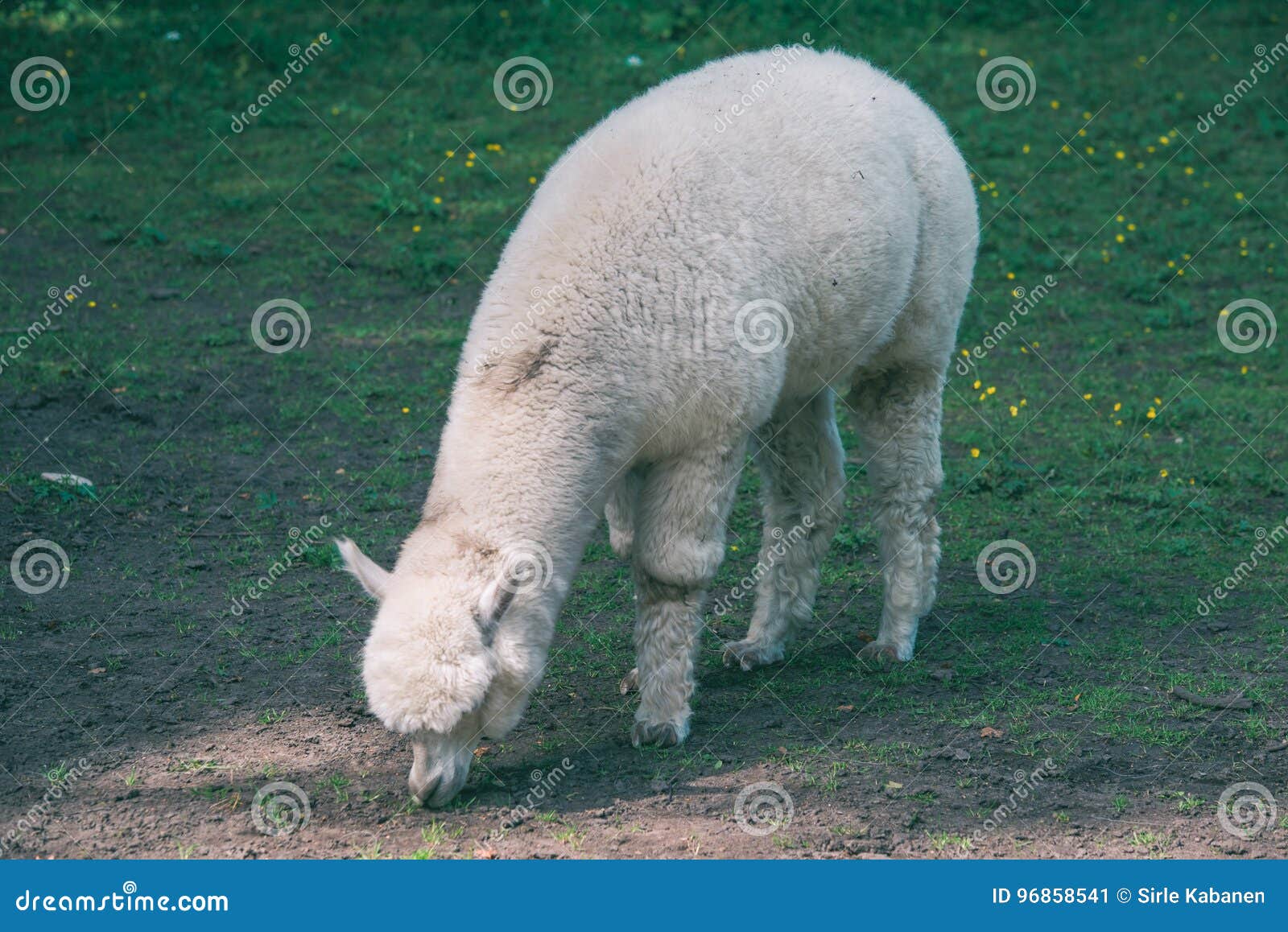 Lama animal stock image. Image of animal, llama, lama - 96858541