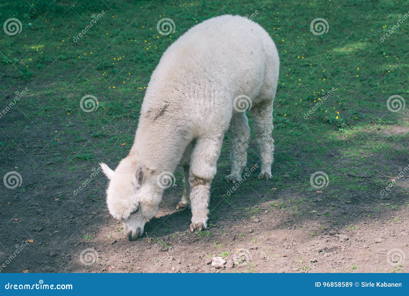 Lama animal stock image. Image of furry, domestic, farm - 96858589