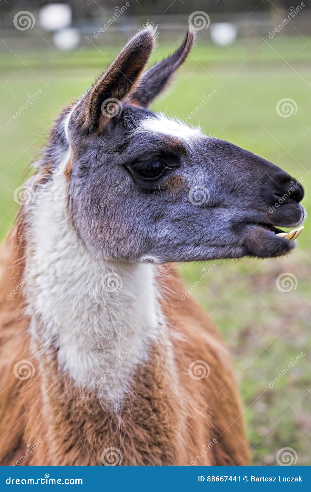 Lama animal stock image. Image of animal, looking, alpaca - 88667441