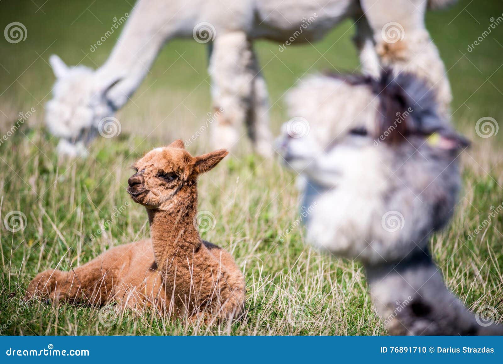 Lama animal in a group stock photo. Image of bolivia - 76891710