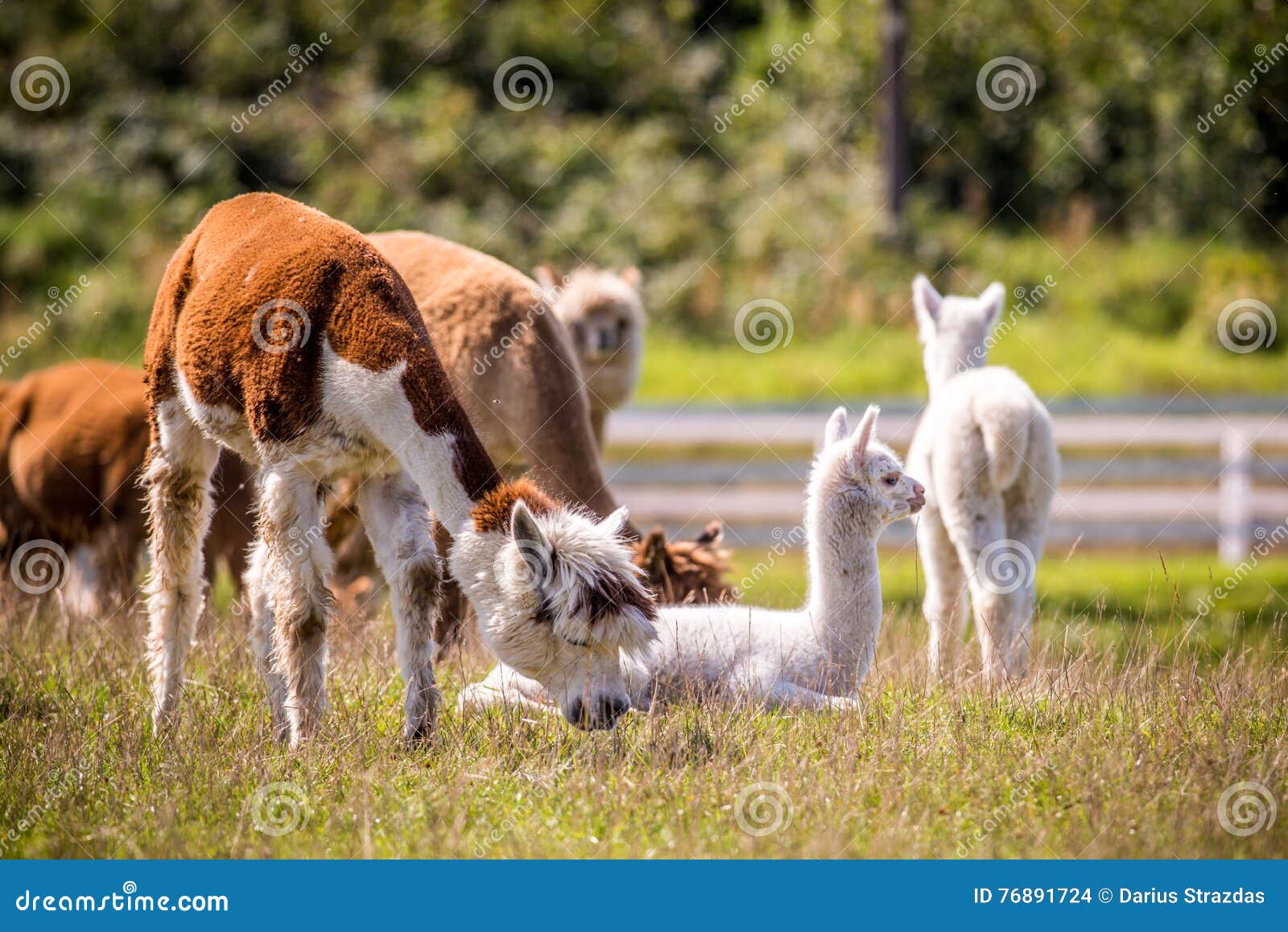 Lama animal in a group stock photo. Image of bolivia - 76891724