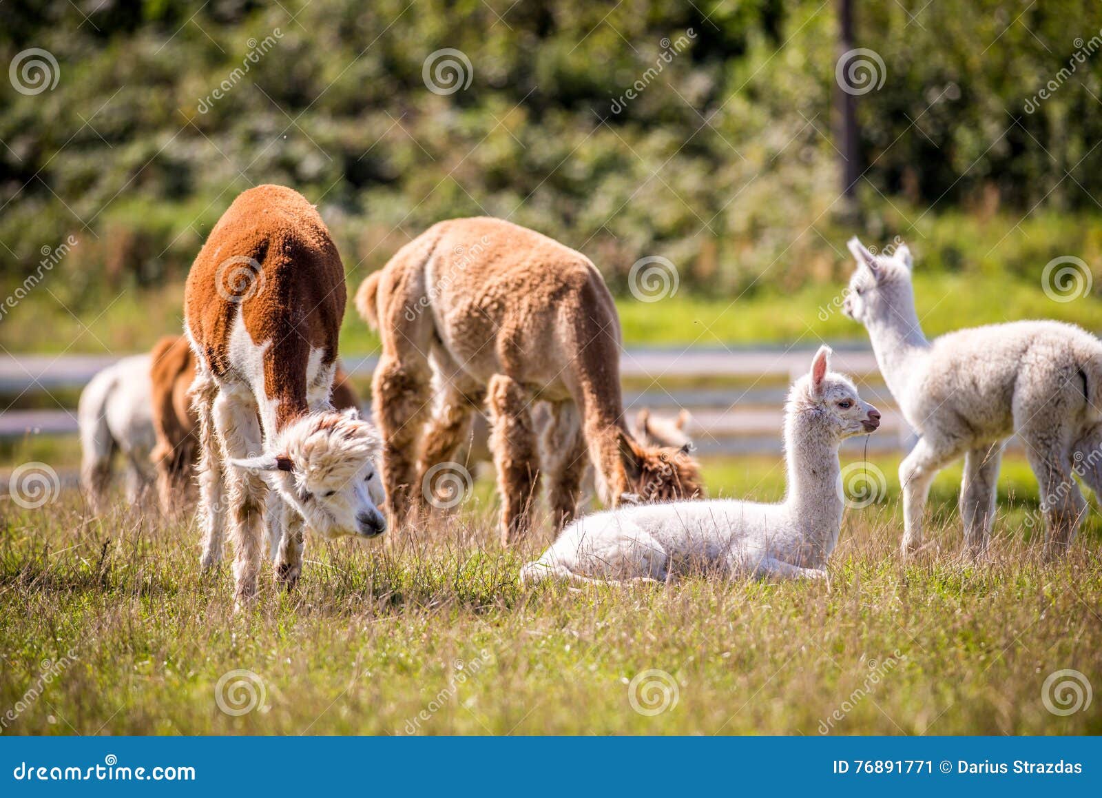 Lama animal in a group stock image. Image of wool, animal - 76891771