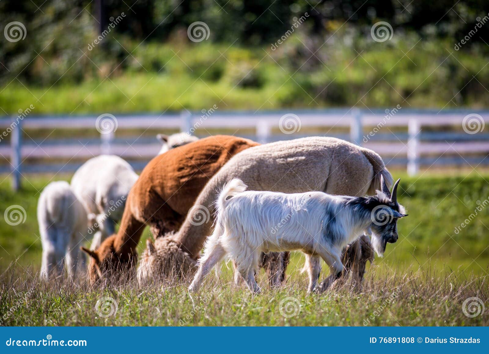 Lama animal in a group stock photo. Image of ecuador - 76891808