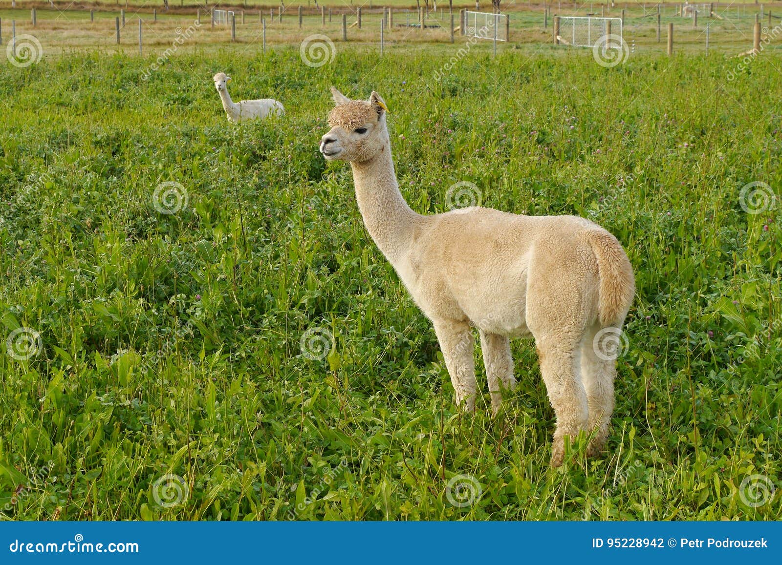 Lama animal stock photo. Image of steppe, grazing, guanaco - 95228942