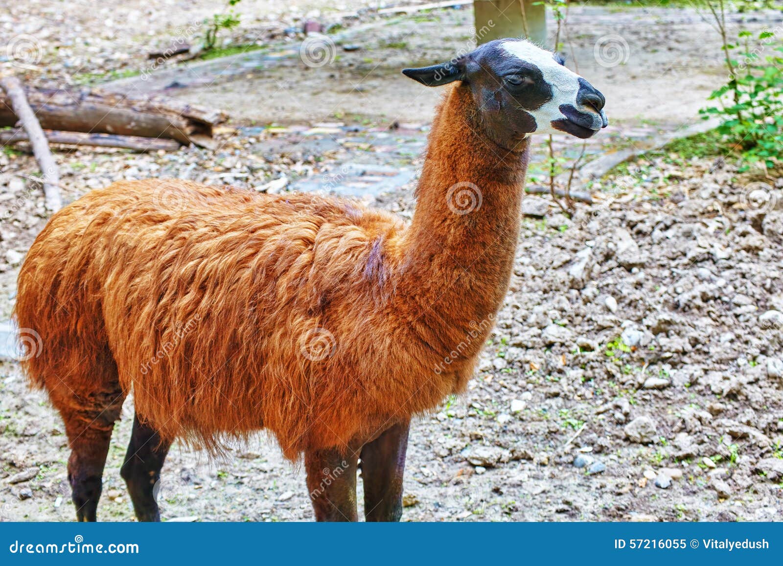 Lama animale sveglia immagine stock. Immagine di lama - 57216055