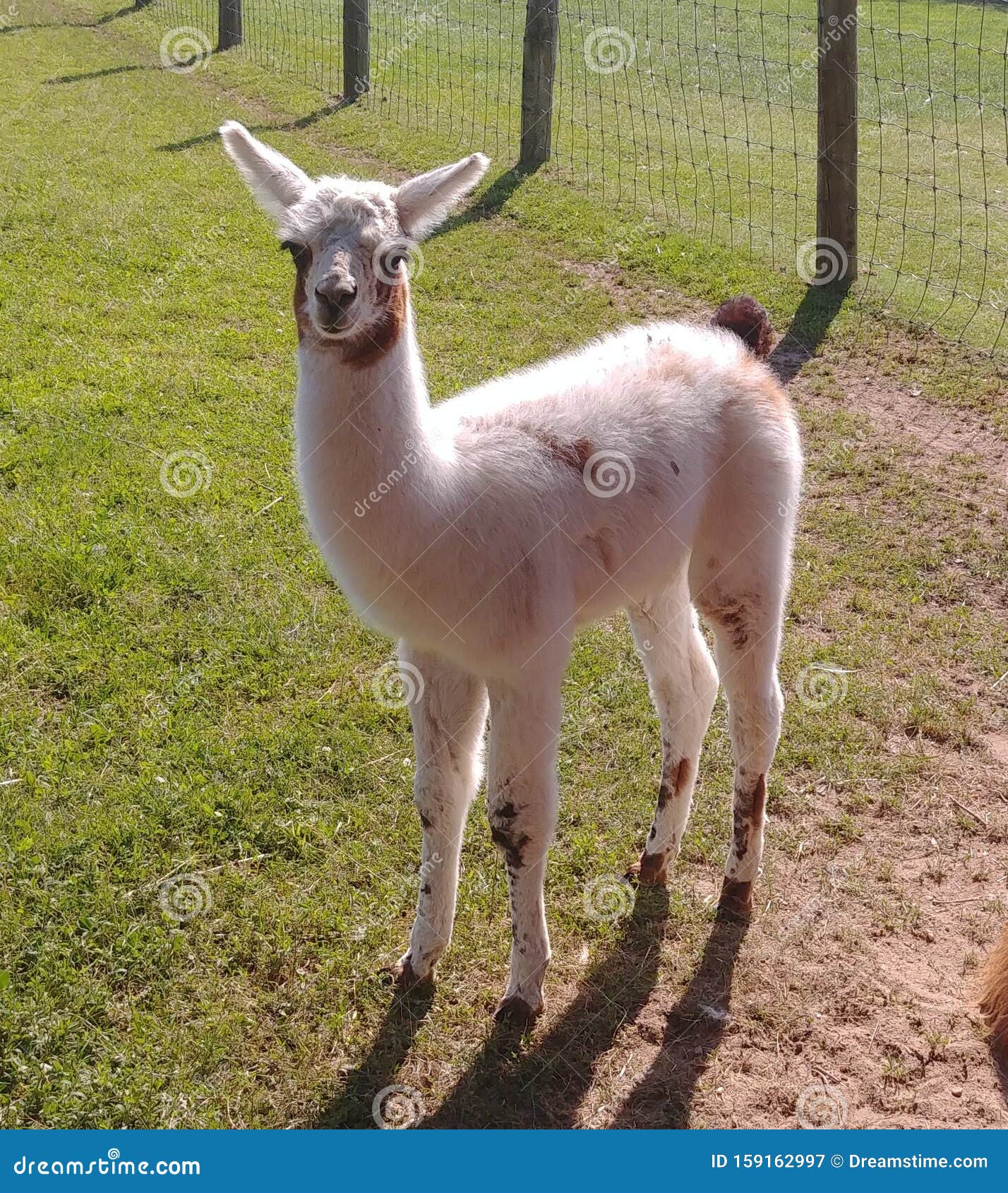 Lama stock image. Image of baby, park, fluffy, white - 159162997