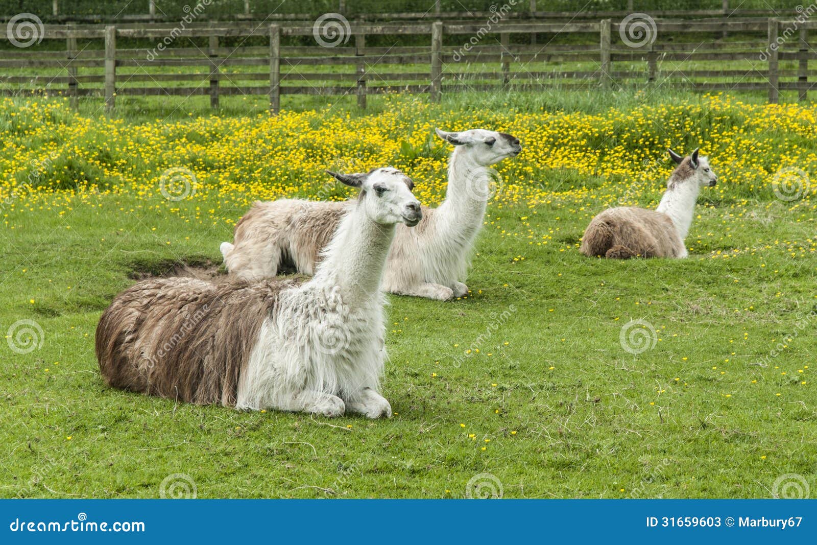 Lama blanc image stock. Image du mignon, fermer, pâturage - 31659603